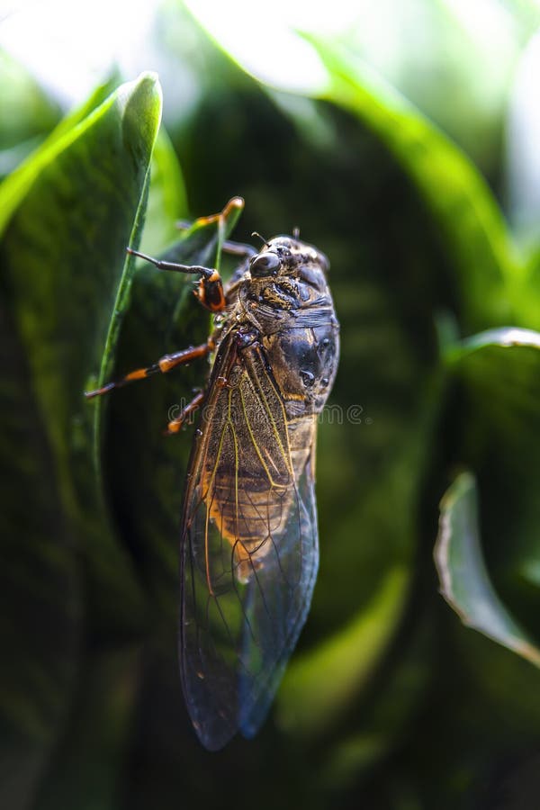 Cicada on a leaf stock photo. Image of homoptera, sucking - 1109990