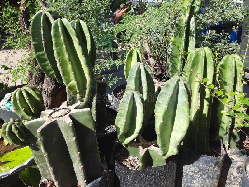 Macro Closeup from Big Cactus Stock Photo - Image of plant, background ...