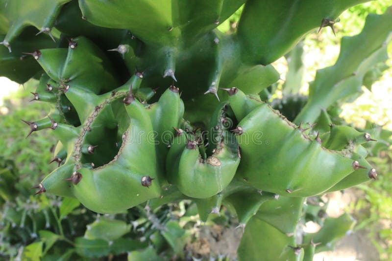 Macro Closeup from a Big Old Cactus Stock Photo - Image of leaves ...