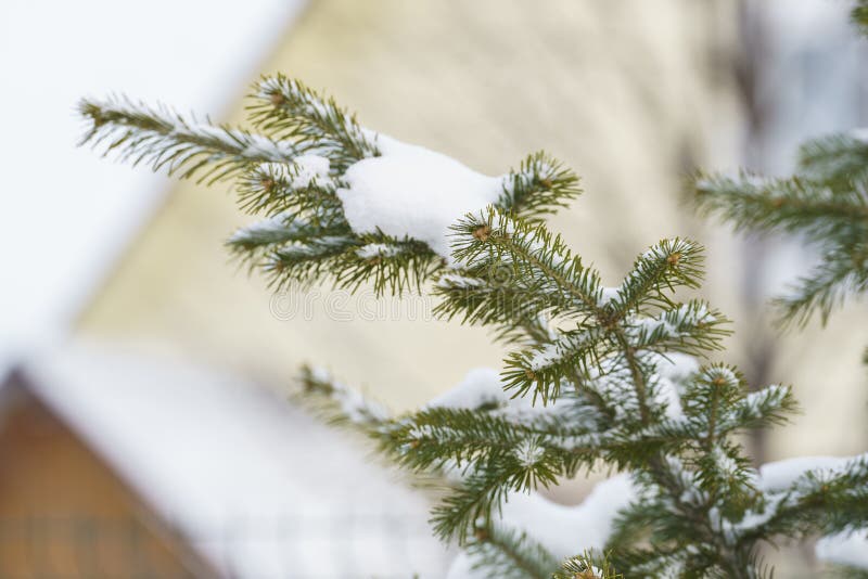 Macro Closeup Bunch of Small Growing Cones Growing on a Branch of a ...