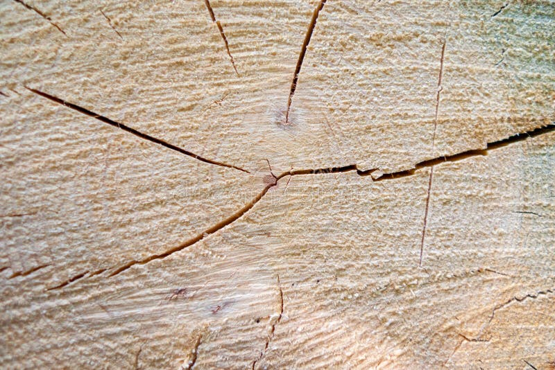 A closeup of a log stock image. Image of pattern, closeup - 118257079