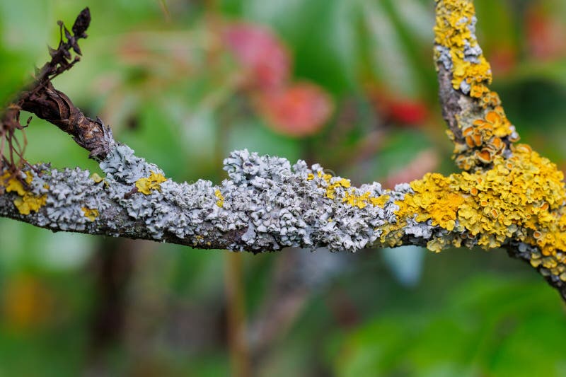Yellow Lichen on a Fruit Tree Stock Image - Image of green, organism ...