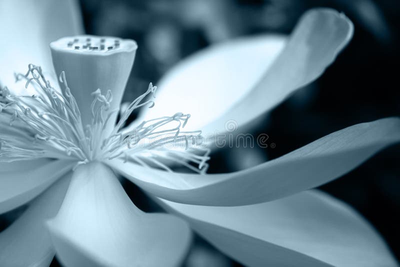 Lotus flower in b&w stock photo. Image of closeup - 253174090
