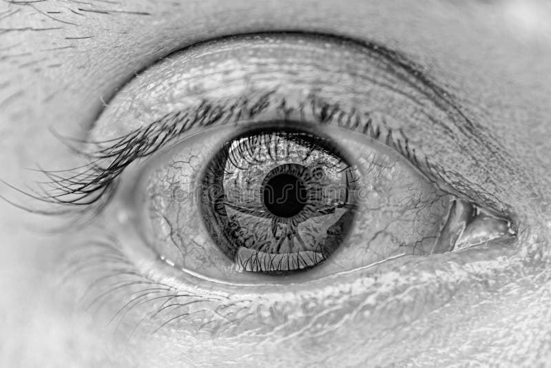 Macro Grayscale Shot of a Beautiful Rose Stock Image - Image of ...