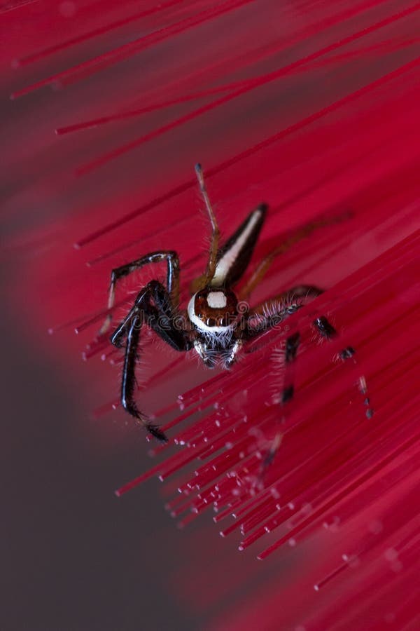 Closeup Image of Jumping Spider on Red Background Stock Photo - Image ...