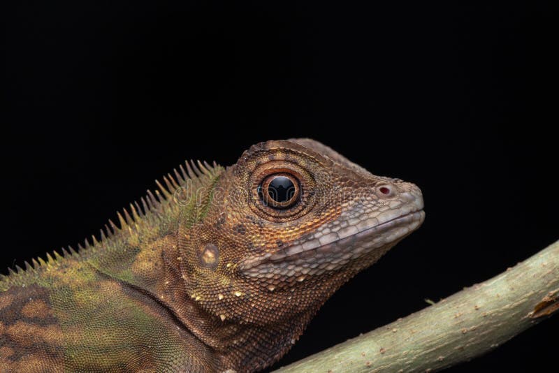 Macro Closeup Image of Rare Species Lizard of Sabah, Borneo Stock Photo ...