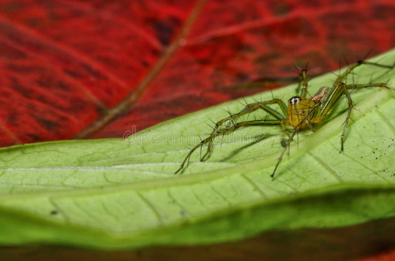 Macro Closeup Java Lynx Spider ,Jumping Spider on Green Leaf Stock ...