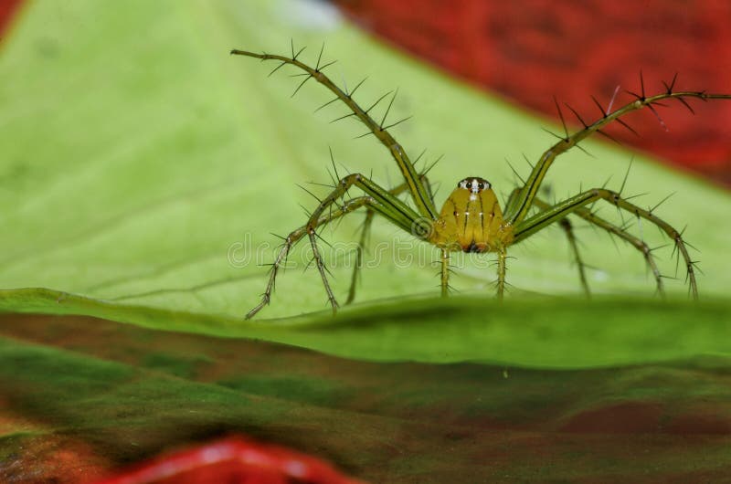 Macro Closeup Java Lynx Spider ,Jumping Spider on Green Leaf Stock ...