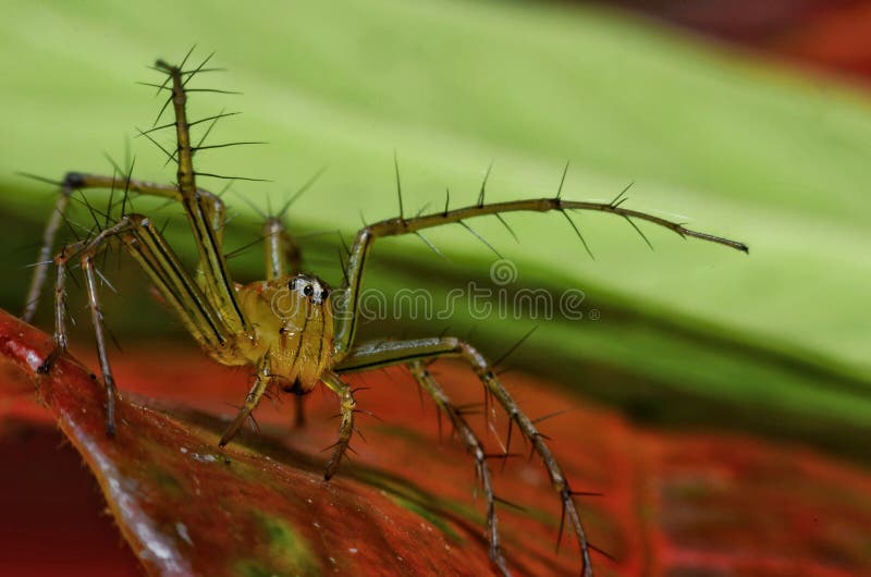 Macro Closeup Java Lynx Spider ,Jumping Spider on Green Leaf Stock ...