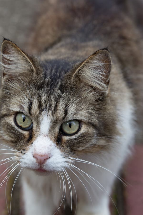 Macro Closeup of Longhair Tabby Cat S Face Stock Photo - Image of ...