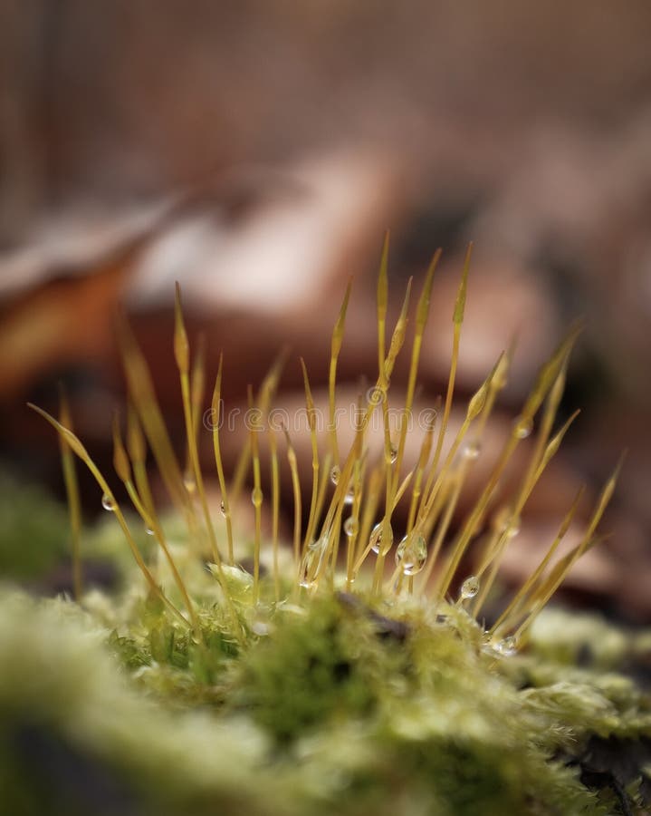 Macro stock photo. Image of closeup, ordinary, forest - 185896516