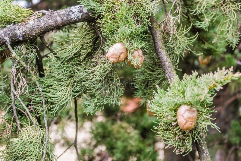Young Cones on a Branch of Evergreen Trees. Stock Image - Image of ...