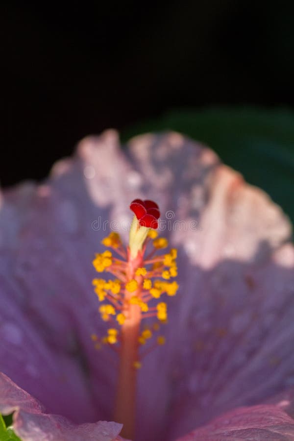 Macro Closeup of Pollens of Hibiscus or China Rose Flower Stock Photo ...