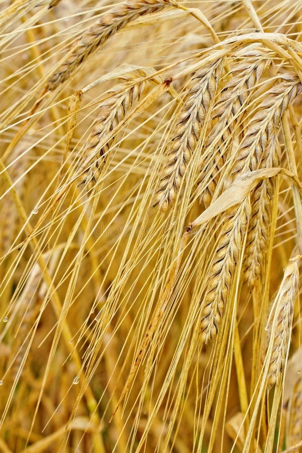 Macro Closeup of Ripe Barley Stock Photo - Image of growth, golden ...