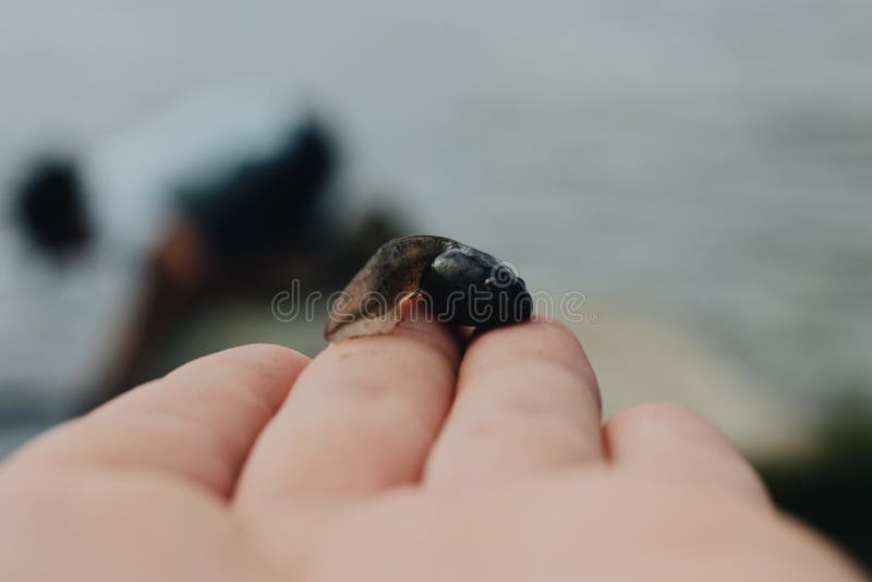 Macro Closeup Shot of a Black Tadpole Lying on the Hand of a Human ...