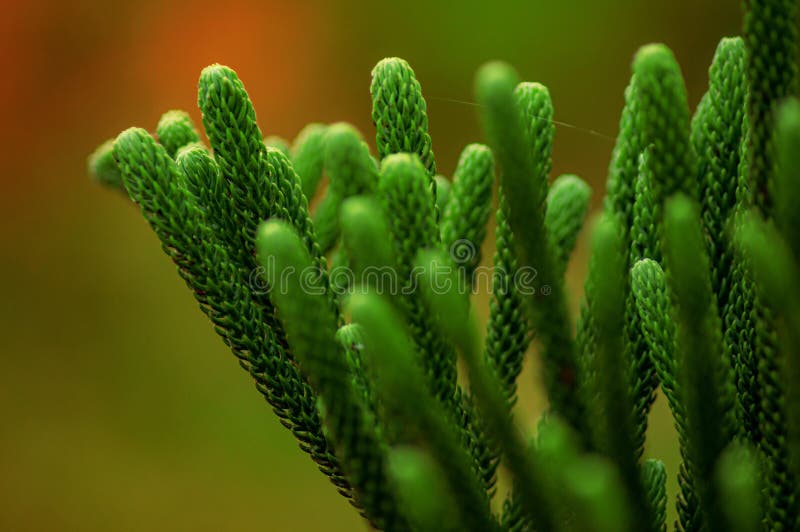 Macro Closeup Shot of the Bright Green Textured Branches of a Pine Tree ...