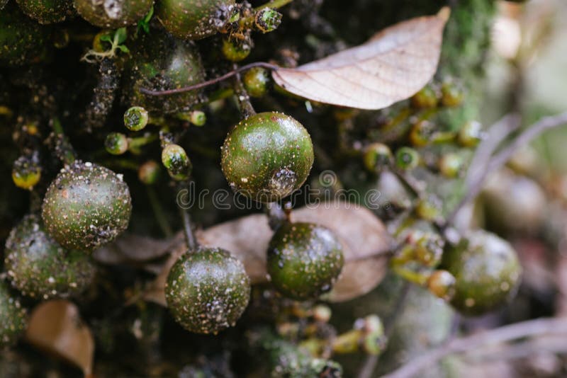 Macro Closeup Shot a Cluster of Wild Fruit on the Tree in the ...