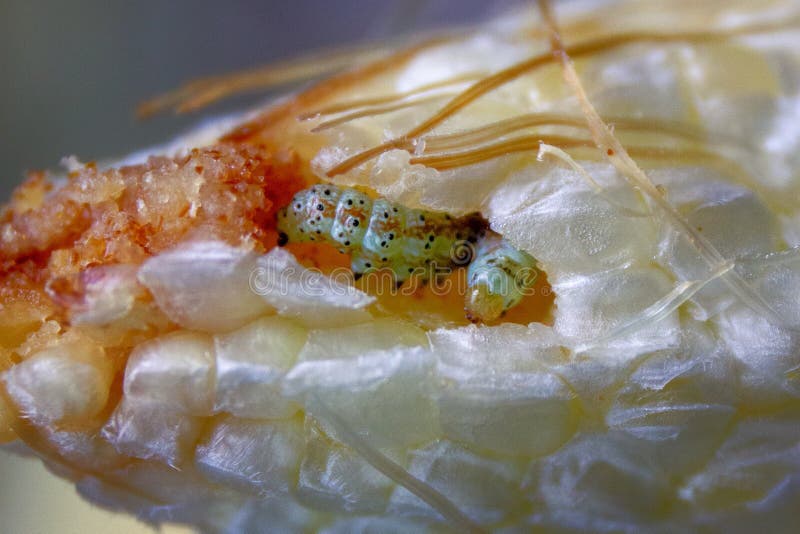 140 Corn Borer Stock Photos - Free & Royalty-Free Stock Photos from ...