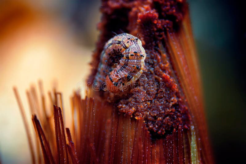 Macro Closeup Shot of a Corn Borer Worm on Corn Silks Stock Image ...