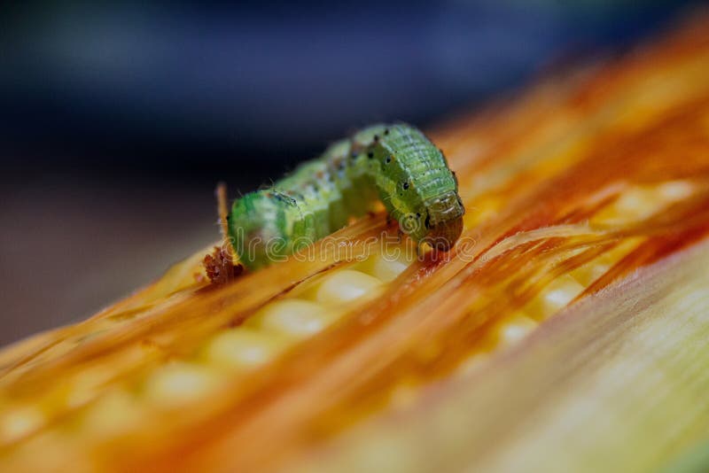Macro Closeup Shot Of A Corn Borer Worm On A Yellow Corn Stock Photo ...