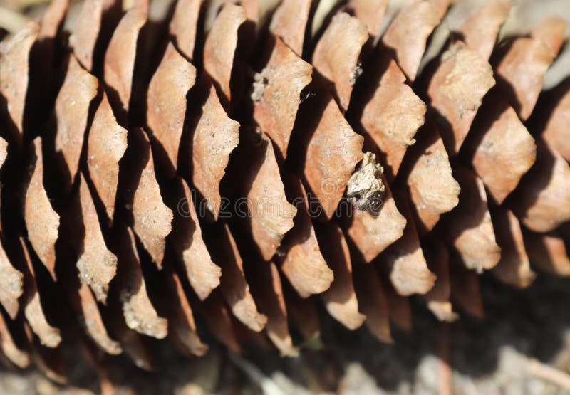 Macro Closeup Shot of a Pine Cone Lying on the Forest Ground Stock ...