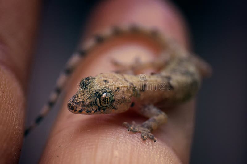 Macro Closeup Shot of a Tiny Brown Gecko Sitting on a Finger of a Human ...