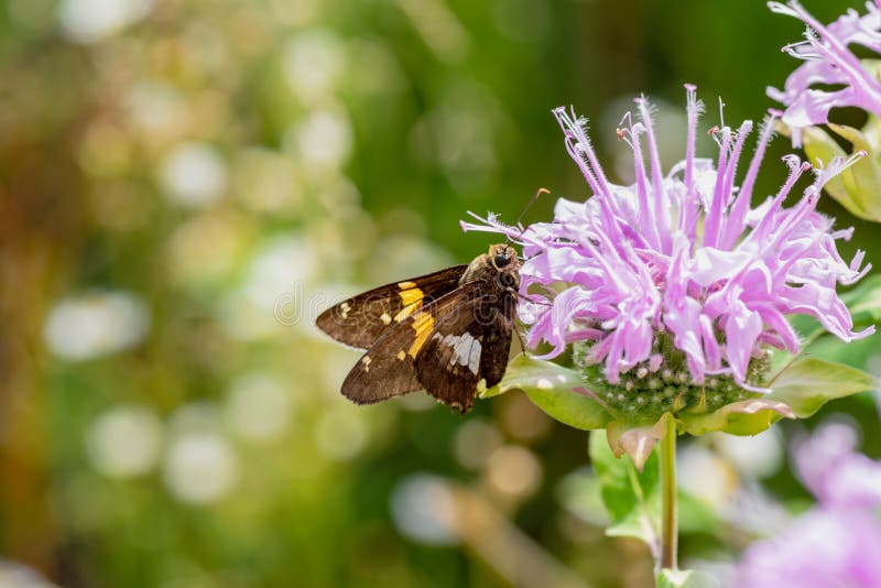 Macro Closeup of a Silver Spotted Slipper Butterfly Moth Stock Image ...