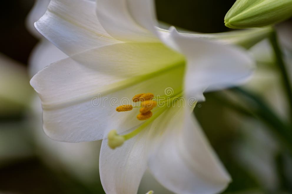 Macro Closeup of a Single Easter Lily Bloom Stock Image - Image of ...