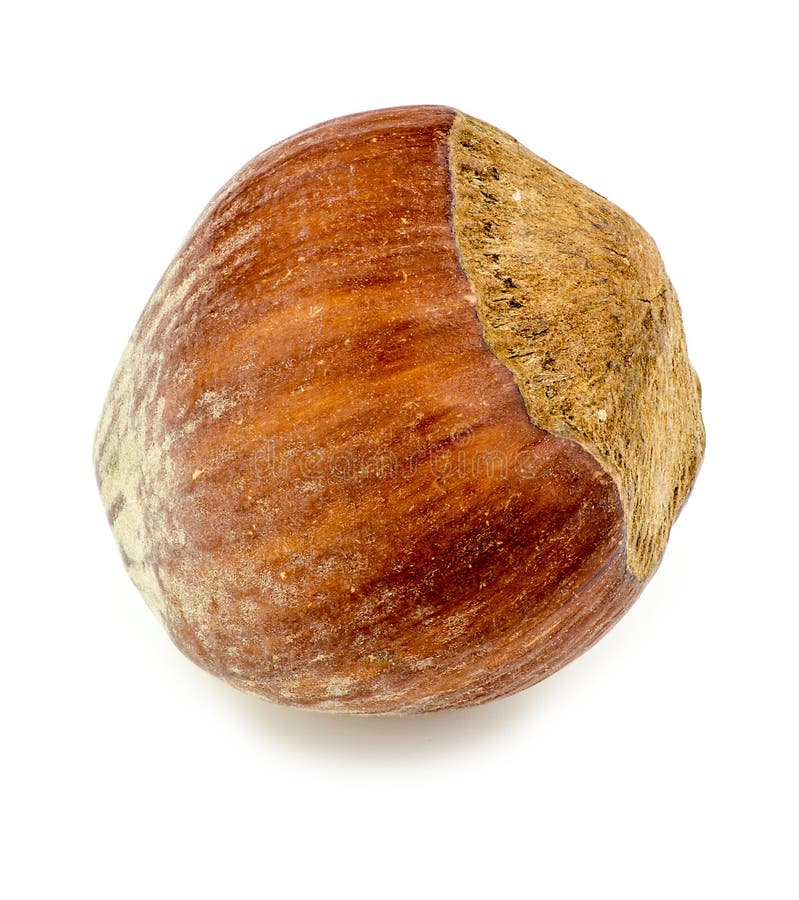 Hazelnut closeup stock image. Image of core, hard, shell - 16242123
