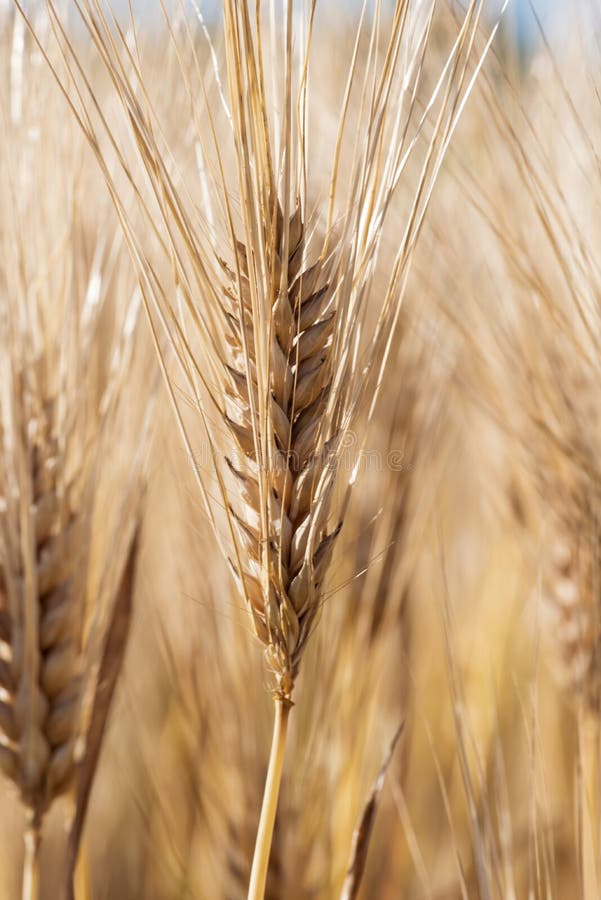 Wheat single closeup stock image. Image of background - 58307637