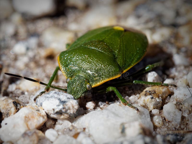 Macro Closeup of a Small Green Heteroptera Bug on a Stone Path Stock ...