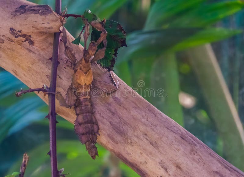 Tropical stick insect stock image. Image of brown, leaf - 25334139