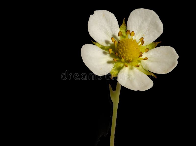 Macro Closeup of a Strawberry Flower in Full Blossom in Sydney Spring ...