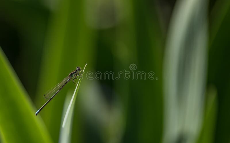 Macro Closeup of Tiny Dragonfly Stock Photo - Image of young, plant ...