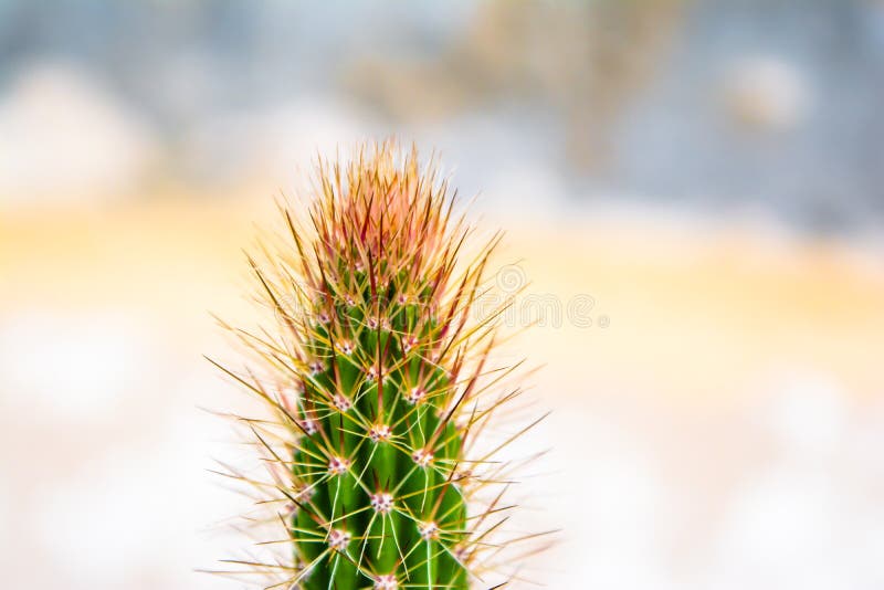 Macro Closeup To the Spines of a Cactus with Selective Focus. Cactus ...