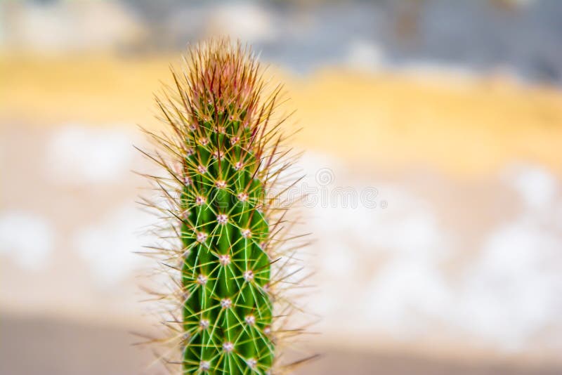Macro Closeup To the Spines of a Cactus with Selective Focus. Cactus ...
