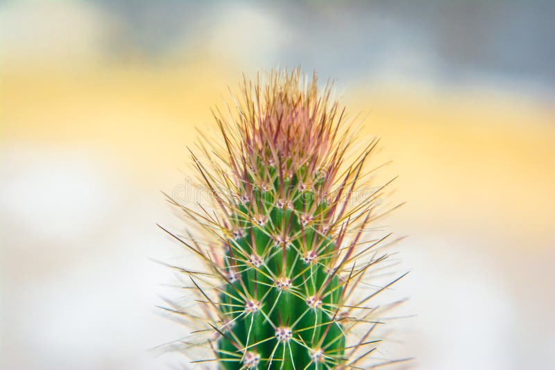 Macro Closeup To the Spines of a Cactus with Selective Focus. Cactus ...