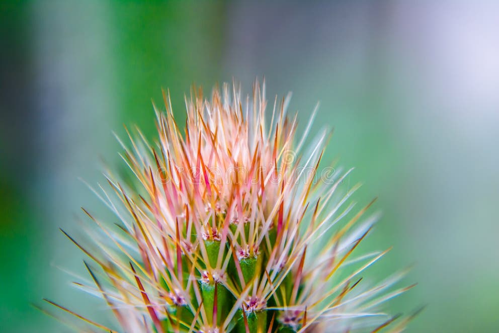 Macro Closeup To the Spines of a Cactus with Selective Focus. Cactus ...