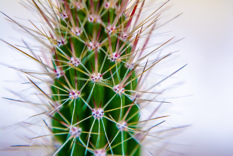 Macro Closeup To the Spines of a Cactus with Selective Focus. Cactus ...