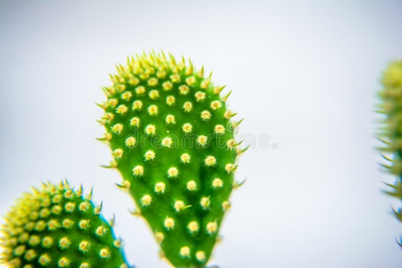 Macro Closeup To the Spines of a Cactus with Selective Focus. Cactus ...