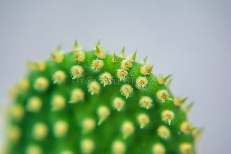 Macro Closeup To the Spines of a Cactus with Selective Focus. Cactus ...