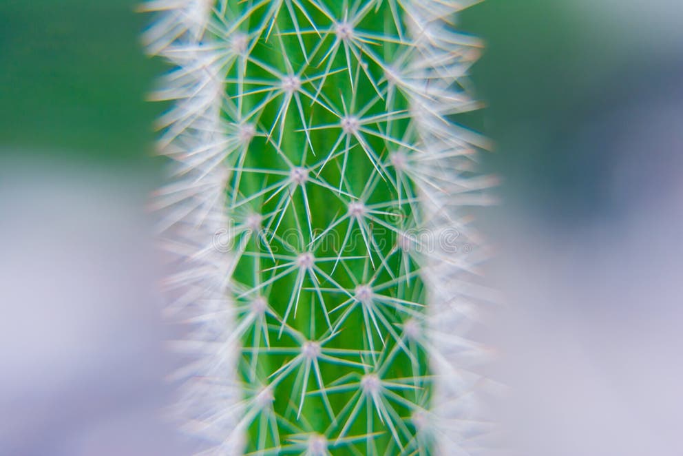 Macro Closeup To the Spines of a Cactus with Selective Focus. Cactus ...