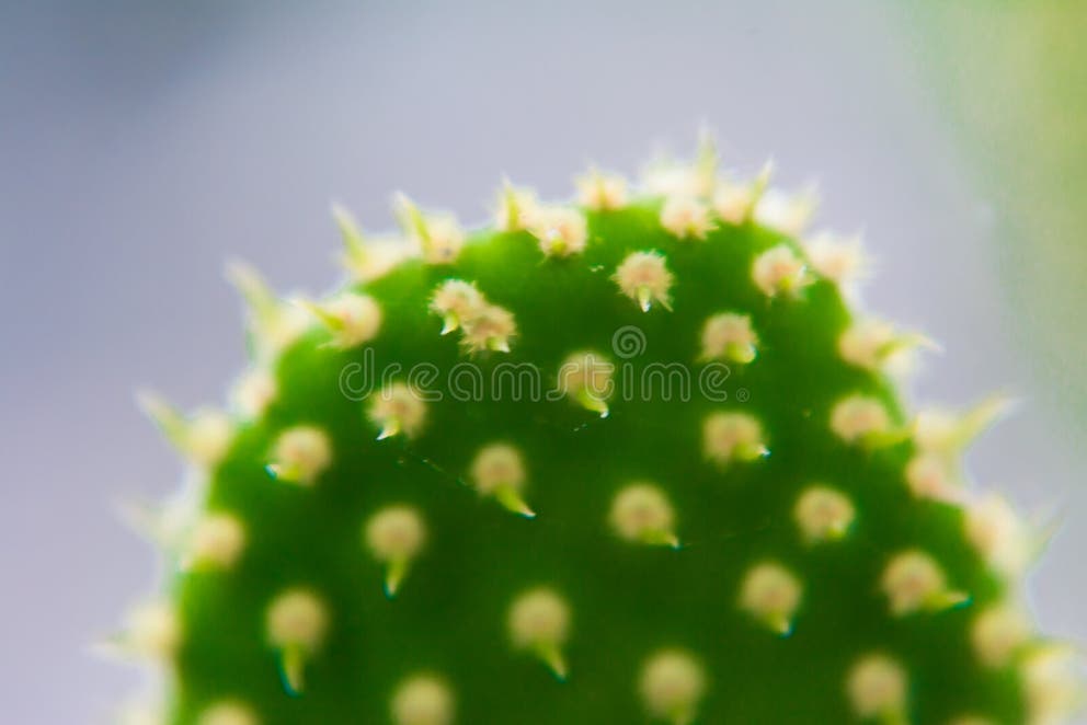 Macro Closeup To the Spines of a Cactus with Selective Focus. Cactus ...