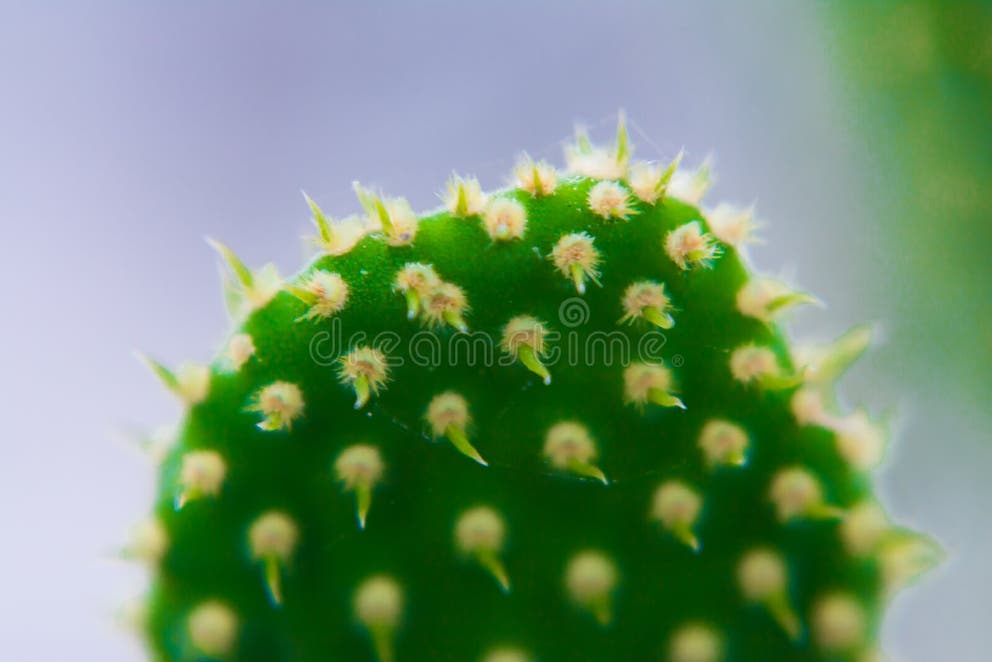 Macro Closeup To the Spines of a Cactus with Selective Focus. Cactus ...
