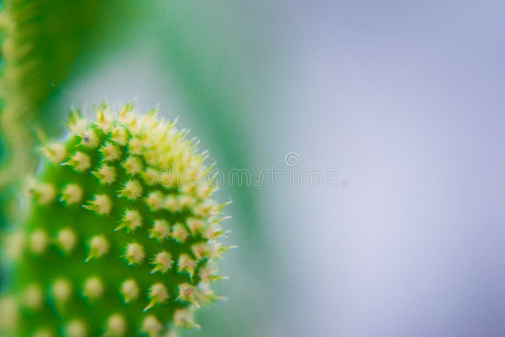 Macro Closeup To the Spines of a Cactus with Selective Focus. Cactus ...