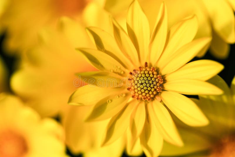 Macro Closeup View of Yellow Flower with Beautiful Natural Texture and ...