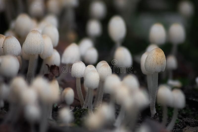 Macro Cluster of White Mushrooms Stock Photo - Image of mushrooms ...