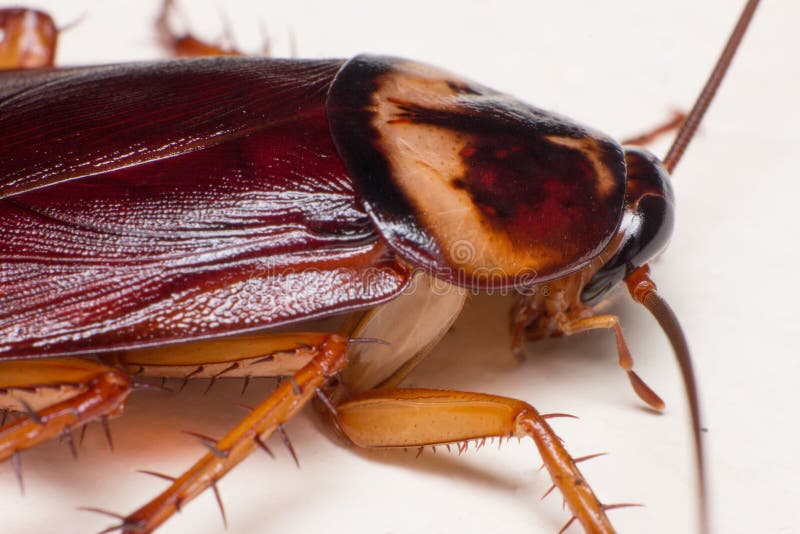 Macro of Cockroach, Cockroach Close Up Stock Image - Image of animal ...