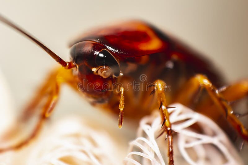 Macro of Cockroach, Cockroach Head Close Up Stock Photo - Image of ...
