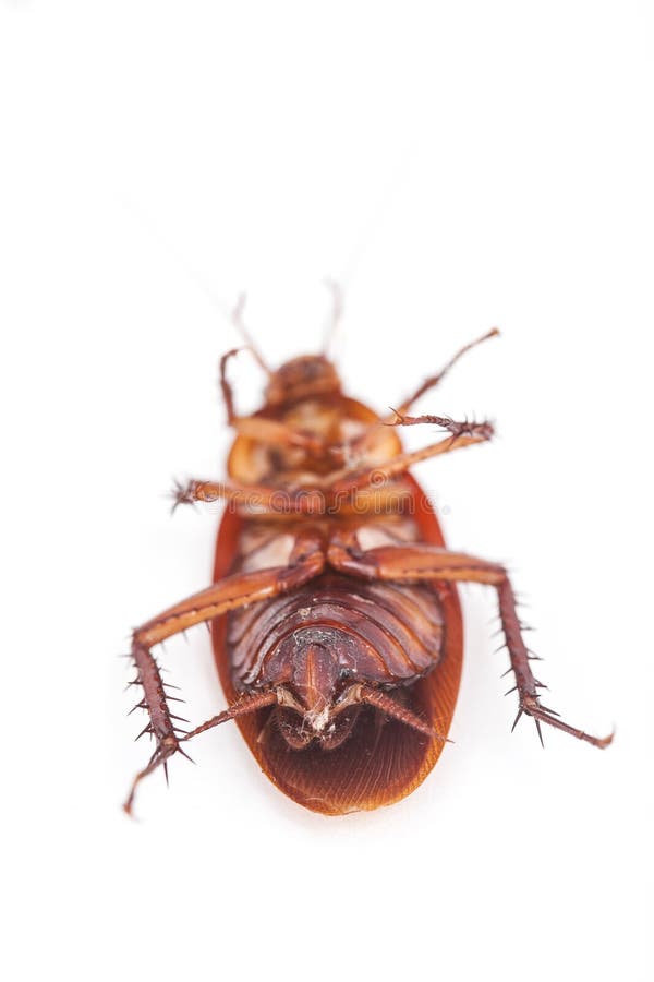 Cockroach Bottom View Isolated on White Stock Photo - Image of insect ...